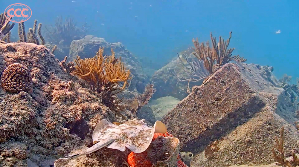 Coral City Camera - Miami International Airport